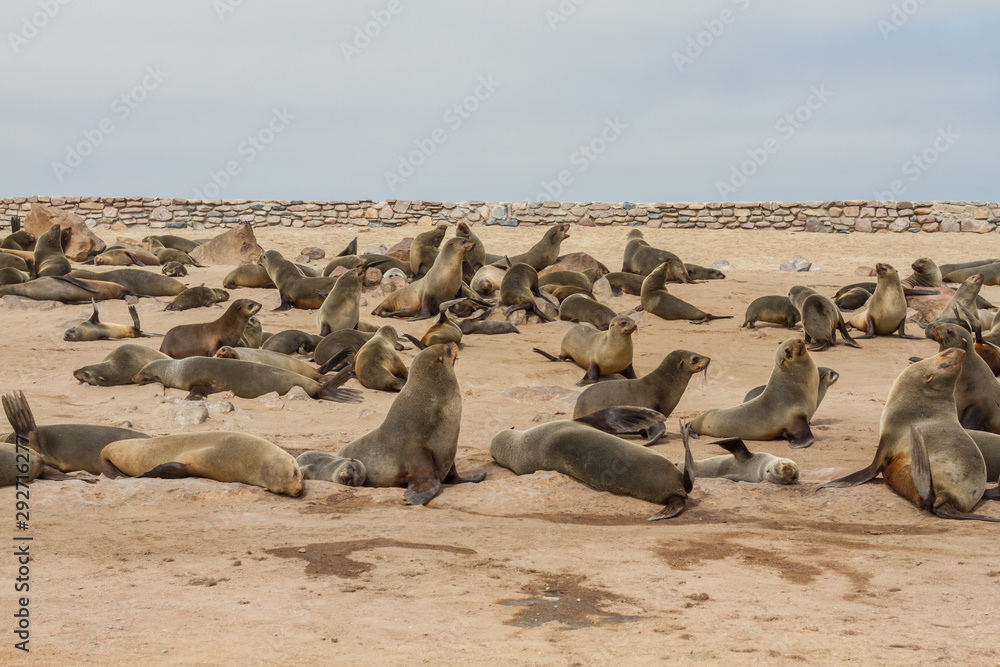Große Gruppe von Robben am Strand von Cape Cross, Namibia, bei Swakopmund an der Skelettküste ...
