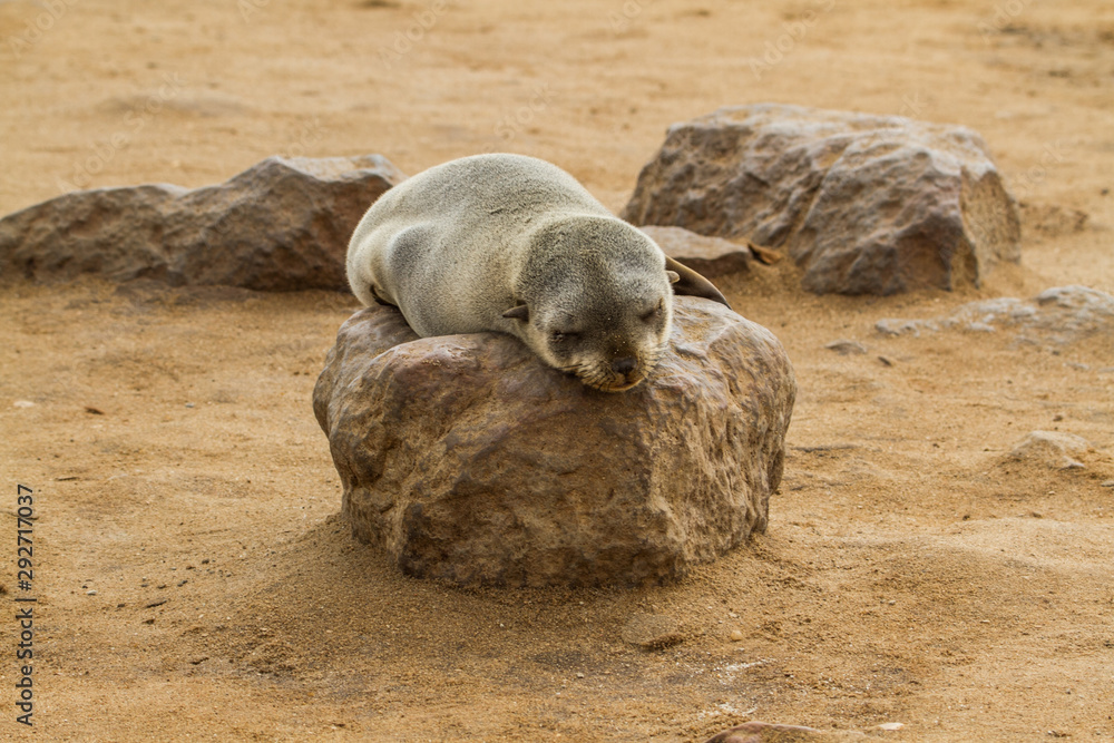 Niedliche Babyrobbe auf einem Felsen am Cape Cross, Skelettküste ...