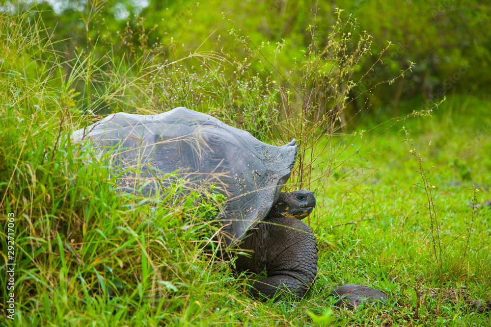 Tortuga gigante (Geochelone nigra), Reserva Natural El Chato, Finca ...