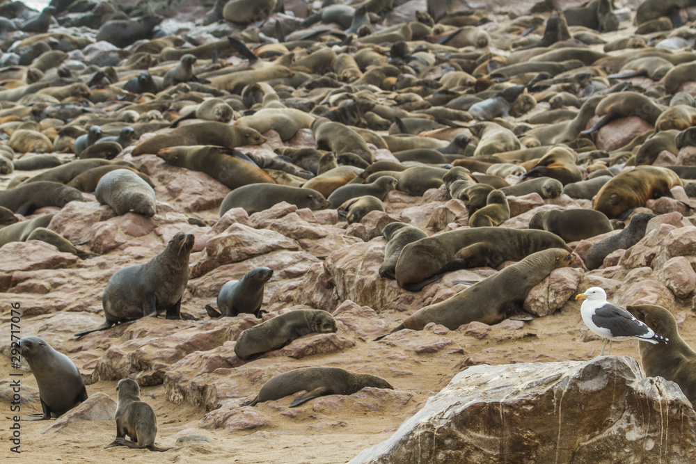 Riesige Kolonie von Seelöwen am Cape Cross, Teil der Skelettküste, bei ...
