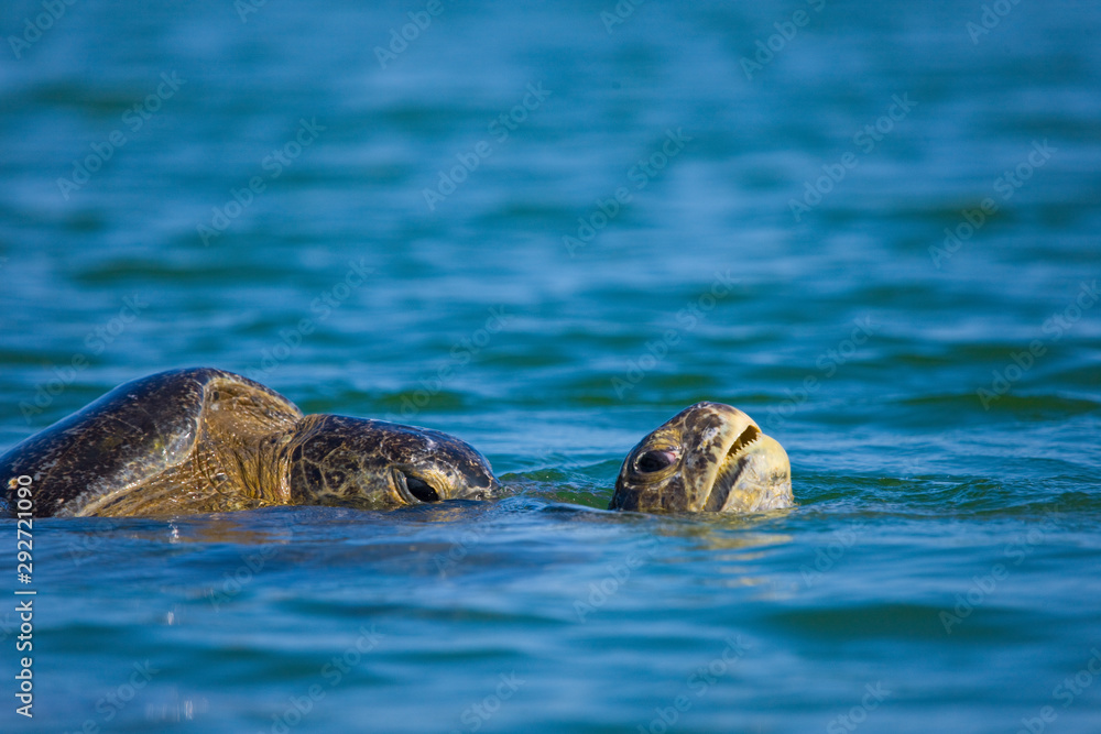 Tortuga verde - Green sea turtle (Chelonia mydas). Ecuador, Ensenada ...