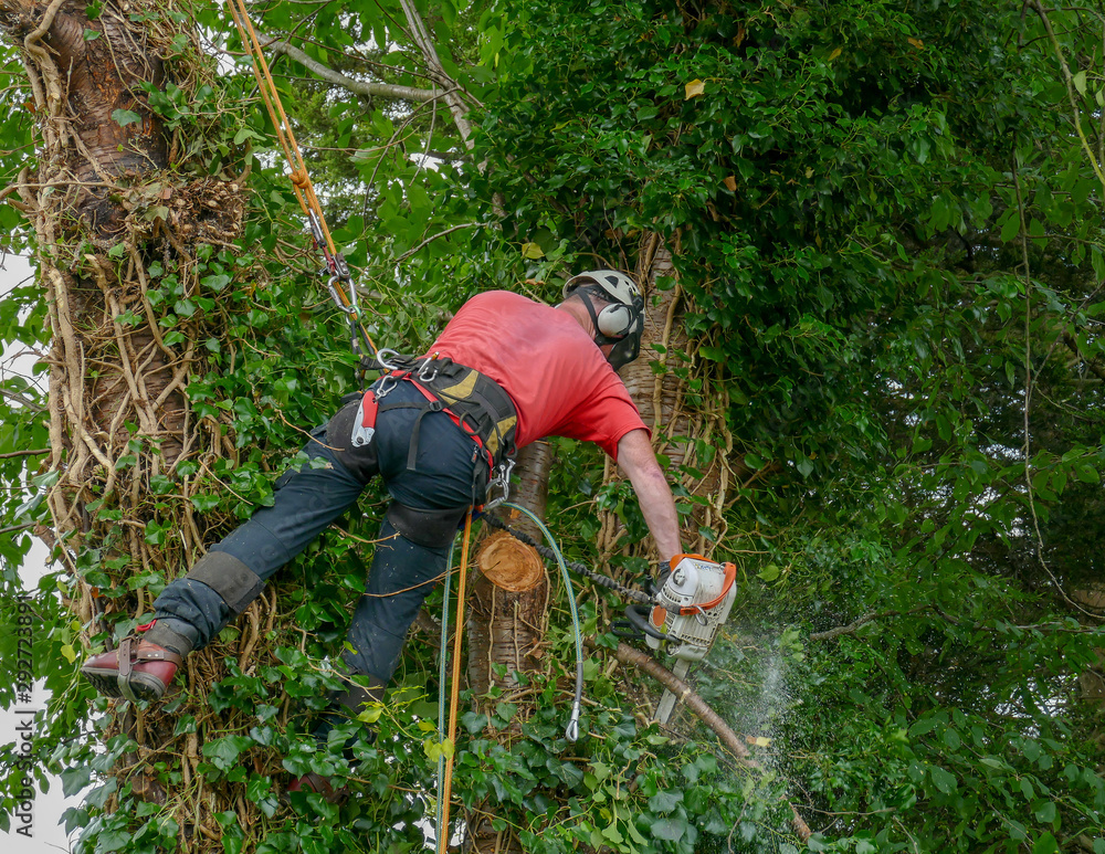Tree Surgeon or Arborist using safety ropes to lean over to cut a ...