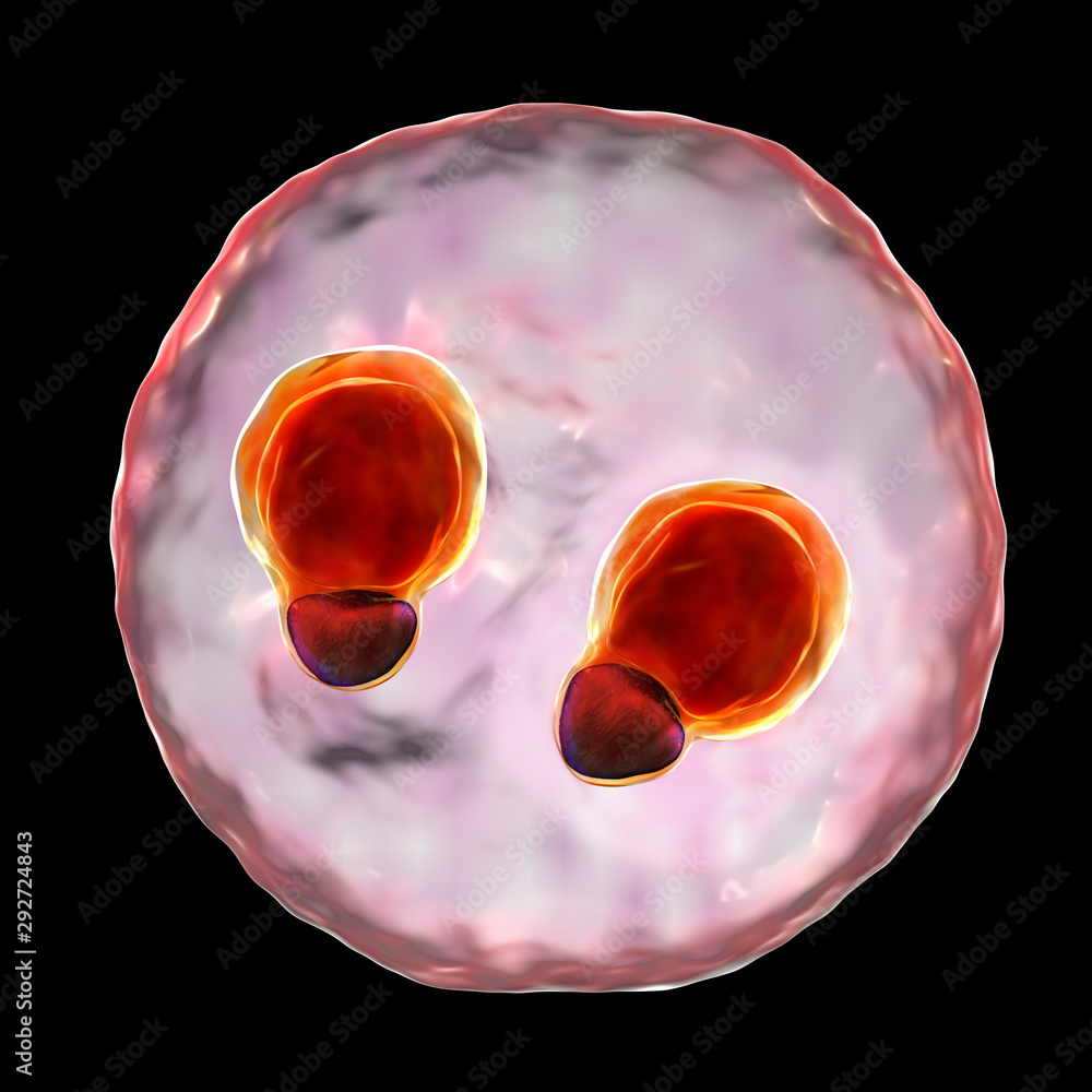 Illustrazione Stock The malaria-infected red blood cell. 3D ...