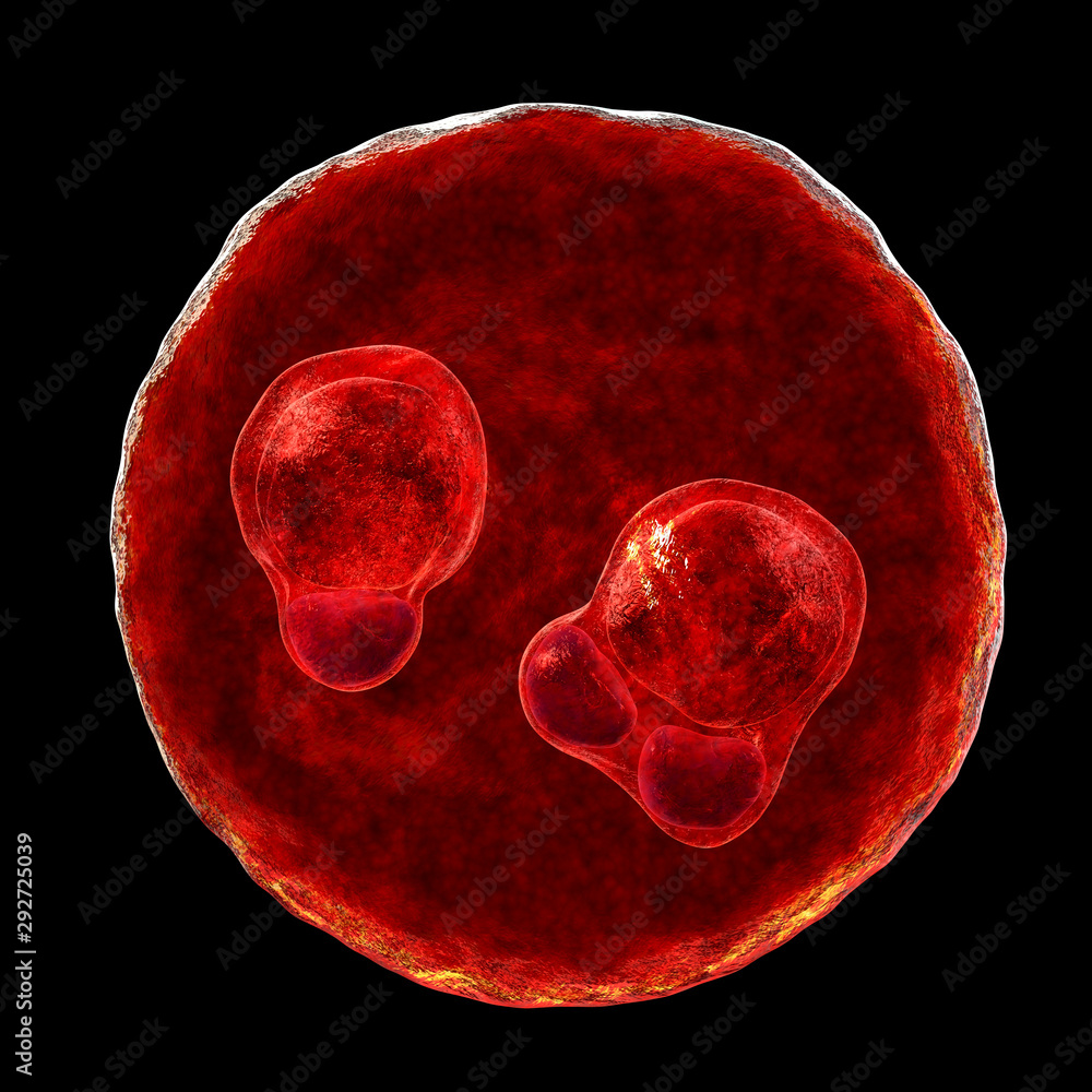 The malaria-infected red blood cell. 3D illustration showing ring-form ...