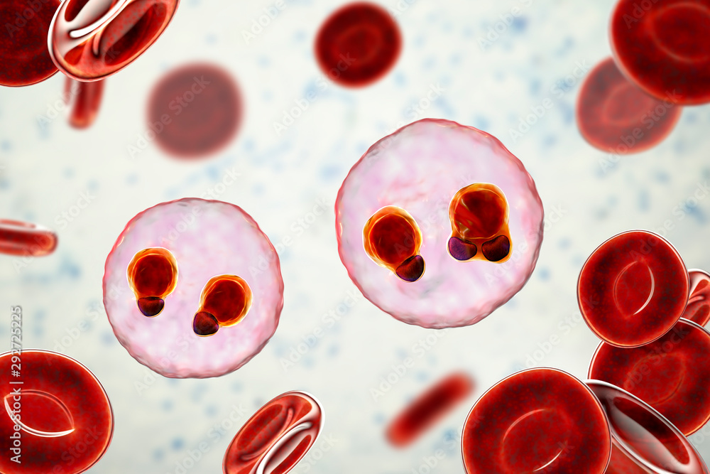The malaria-infected red blood cells. 3D illustration showing ring-form ...