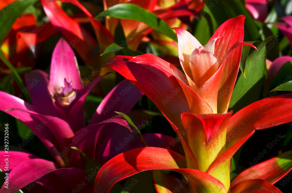 Guzmania lingulata flowers close up. Bromelias in a greenhouse or ...