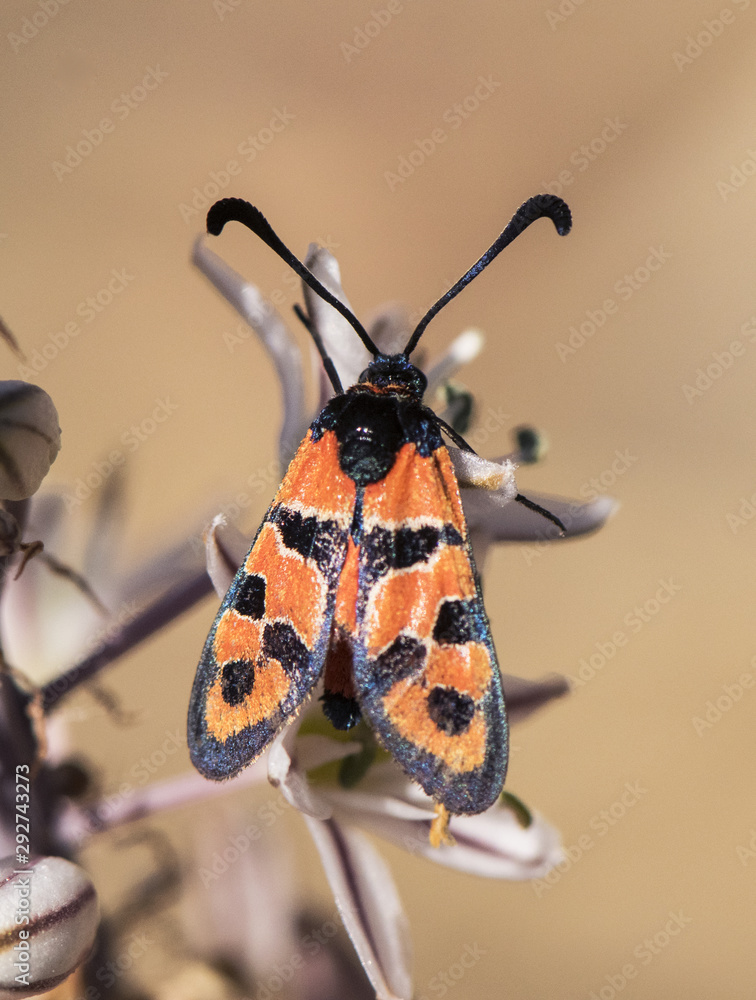Zygaena fausta the day-flying burnet moths beautiful day moth with red ...