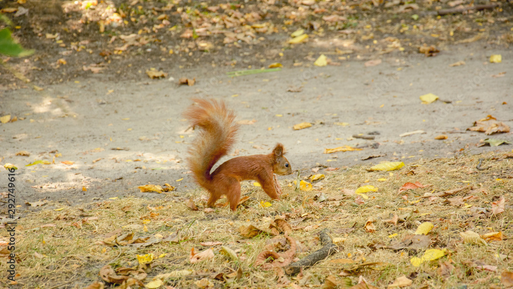 Squirrel, forest animal, nut lover, forest, trees, nature, wild beasts ...