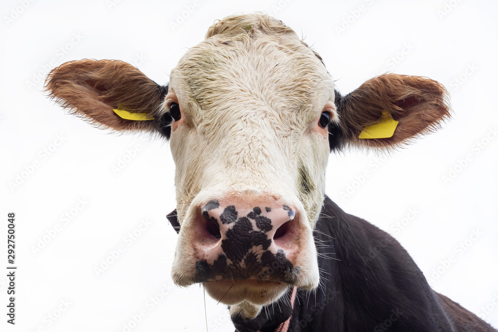 Cow head close-up Stock Photo | Adobe Stock