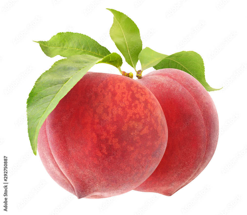 isolated peaches. Two pink peach fruits hanging on a branch isolated on ...