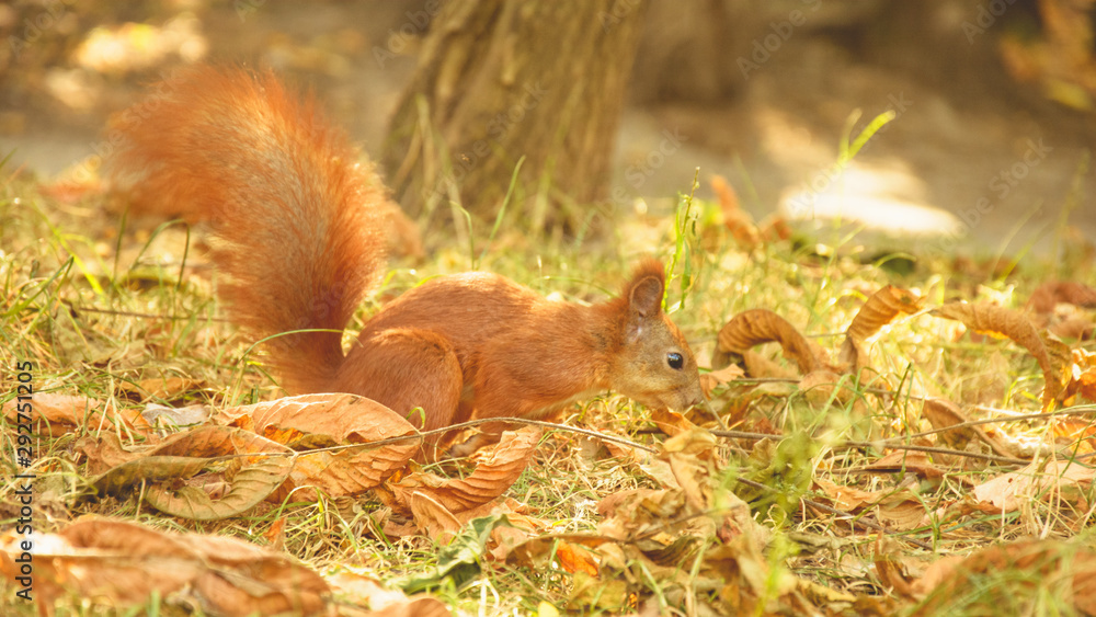 Squirrel, forest animal, nut lover, forest, trees, nature, wild beasts ...