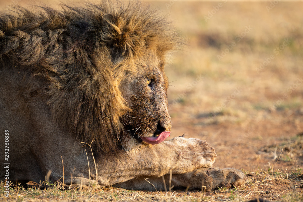 Portrait of a lion male with blood on its face after eating a carcass ...