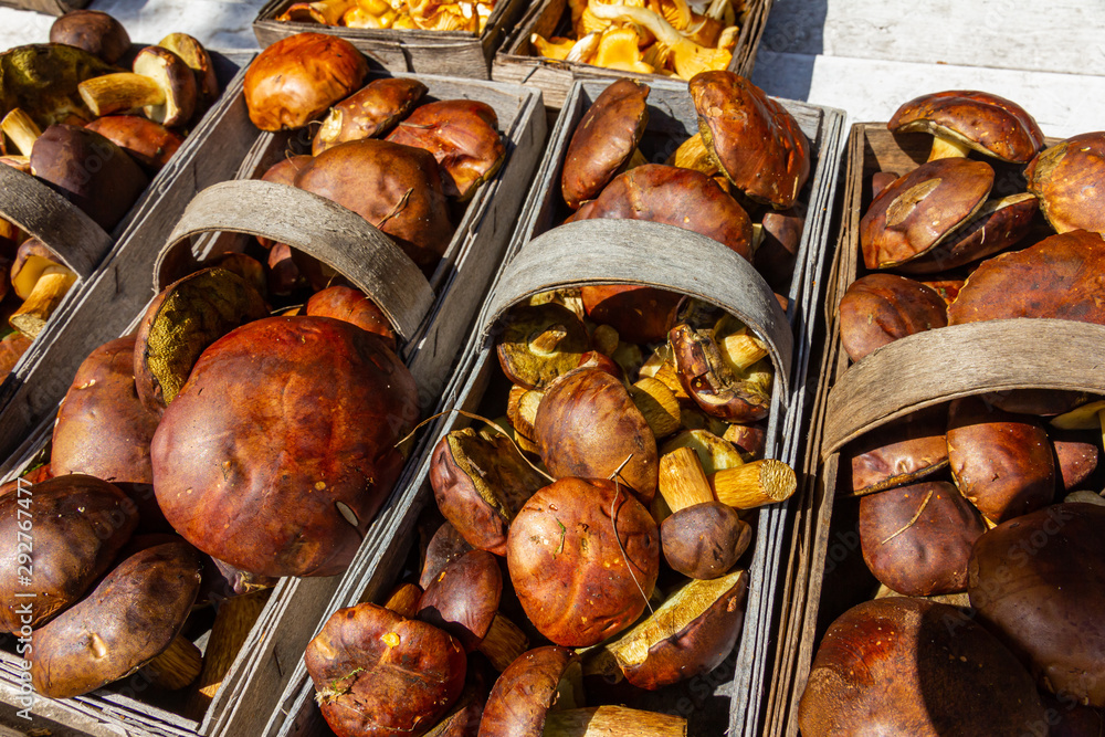 verschiedene Pilze in Holzkörben, Maronen-Röhrling, Steinpilze und ...