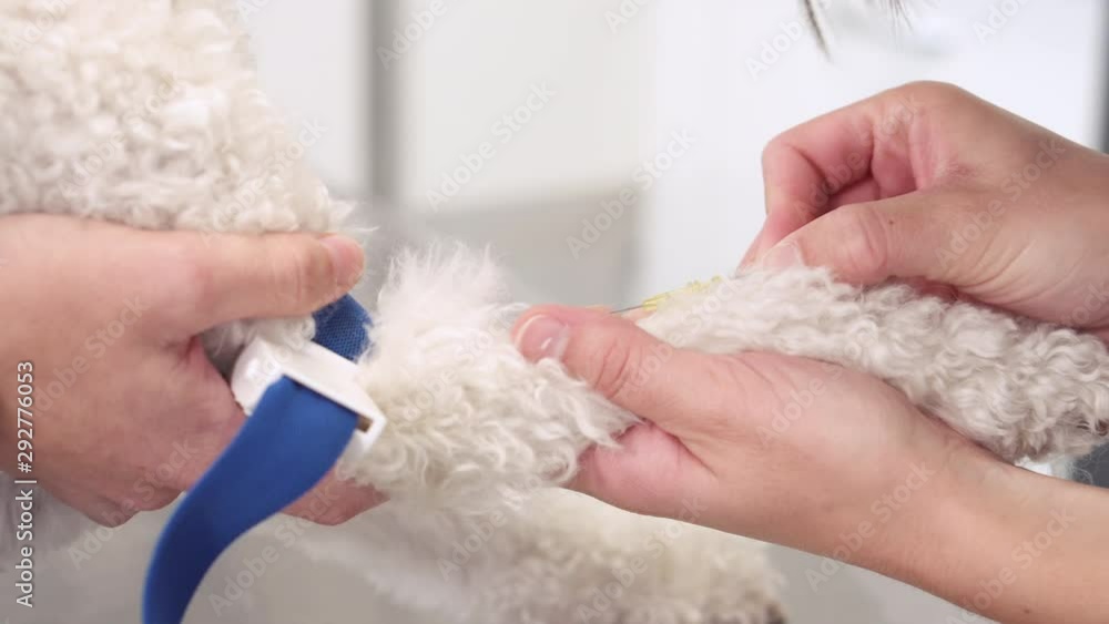 Veterinary placing intravenous line through a peripheral catheter. Dog ...