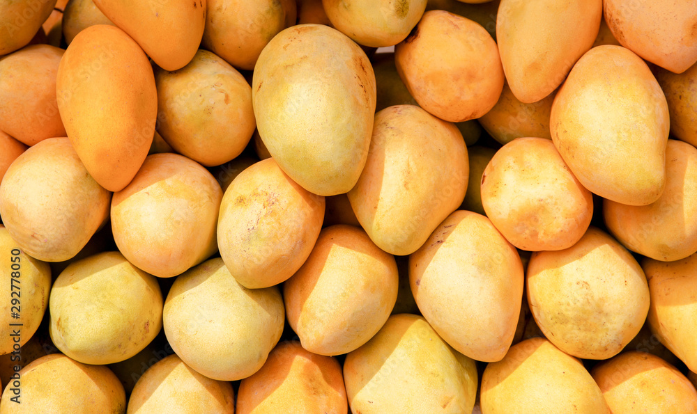 Fresh yellow mango pile on the fruit market stall. Bunch of tropical ...