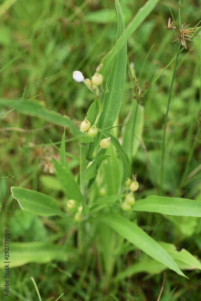 Coix lacryma-jobi is a gramineae plant that grows on the waterside and ...