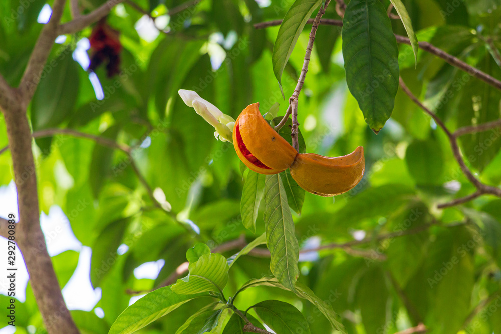 Milky Way Tree (Tabernaemontana litoralis a.k.a. Stemmadenia litoralis ...