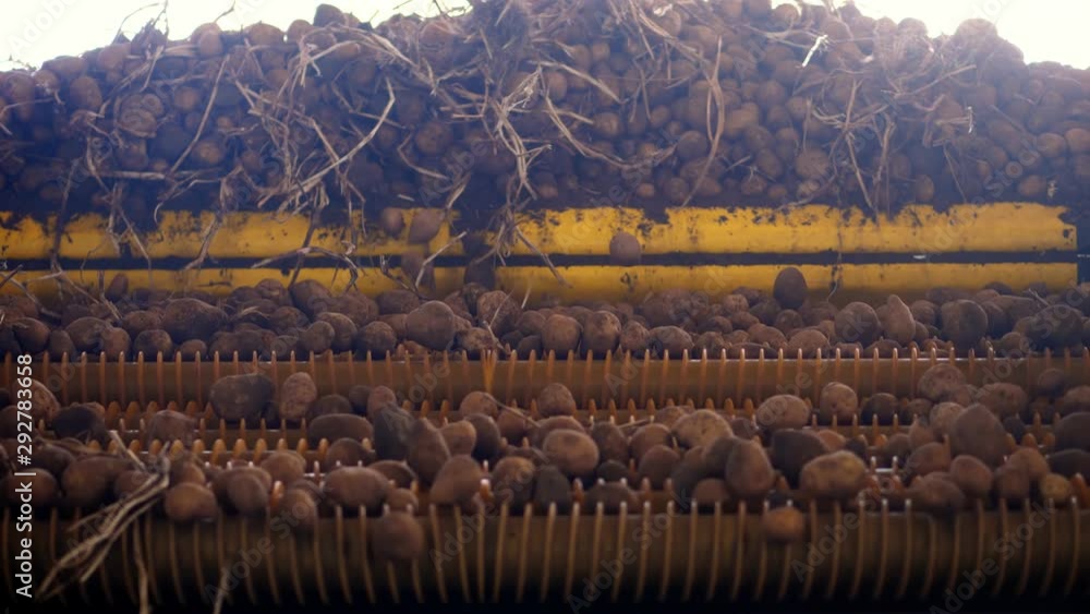 Harvesting potatoes. close-up. potato tubers move on a special machine ...