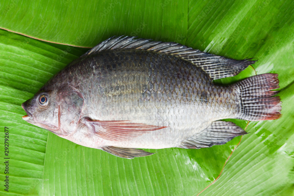 Tilapia fish freshwater for cooking food in the asian restaurant ...