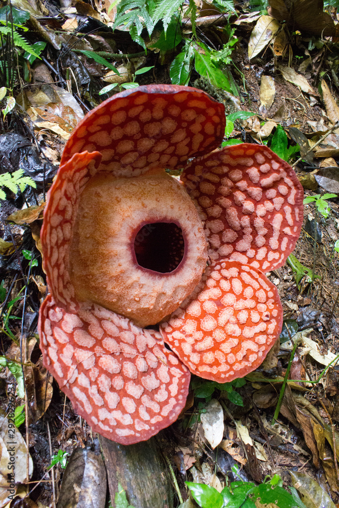 Rafflesia, the biggest giant flower in the world, Malaysia, Asia Stock ...