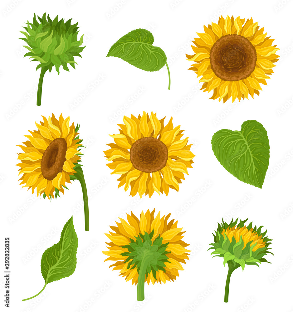 The Set Of Sunflowers With Different Elements And Details Vector ...