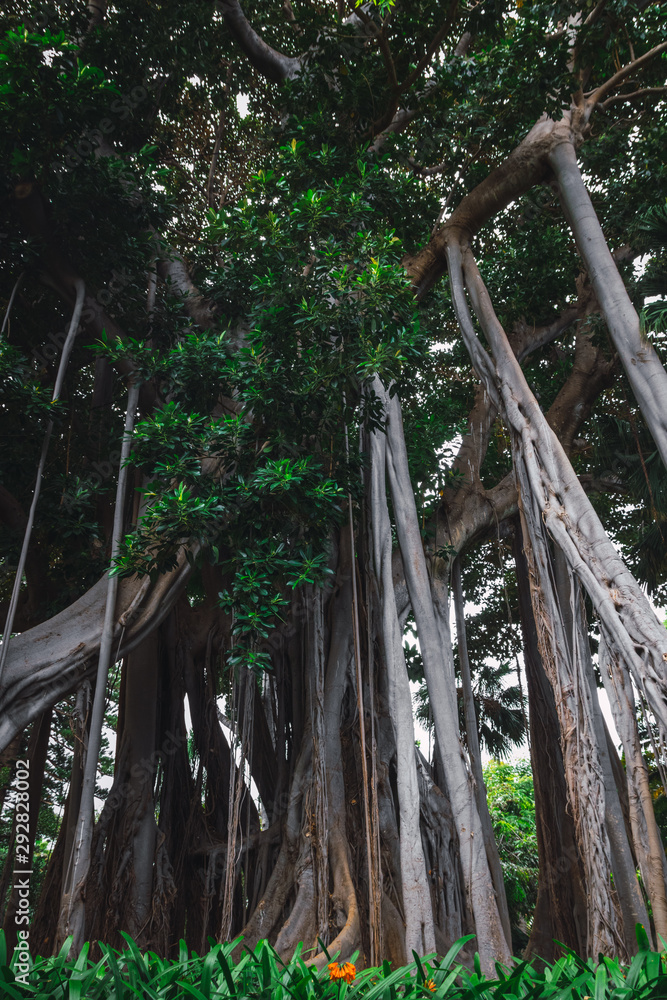 Foto de Ficus macrophylla f. columnaris, La estrategia del gigante ...