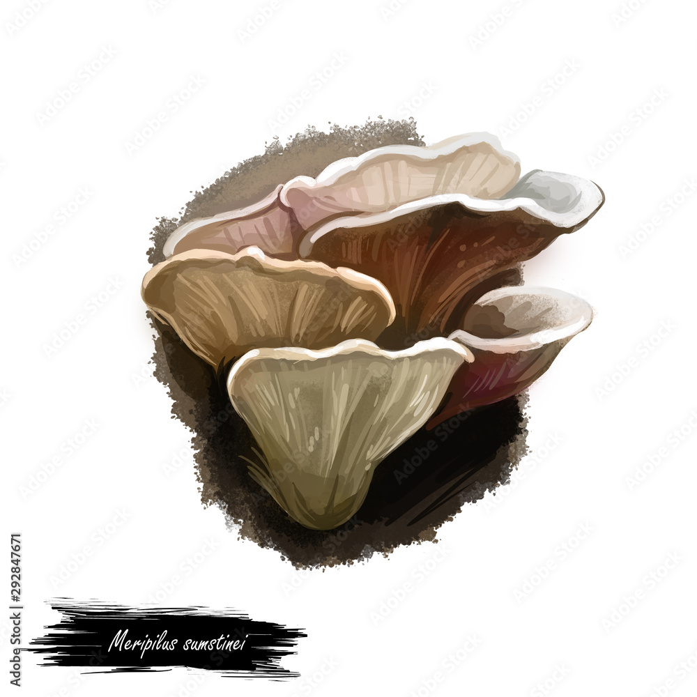 Meripilius sumstinei mushroom digital art illustration. Giant polypore ...