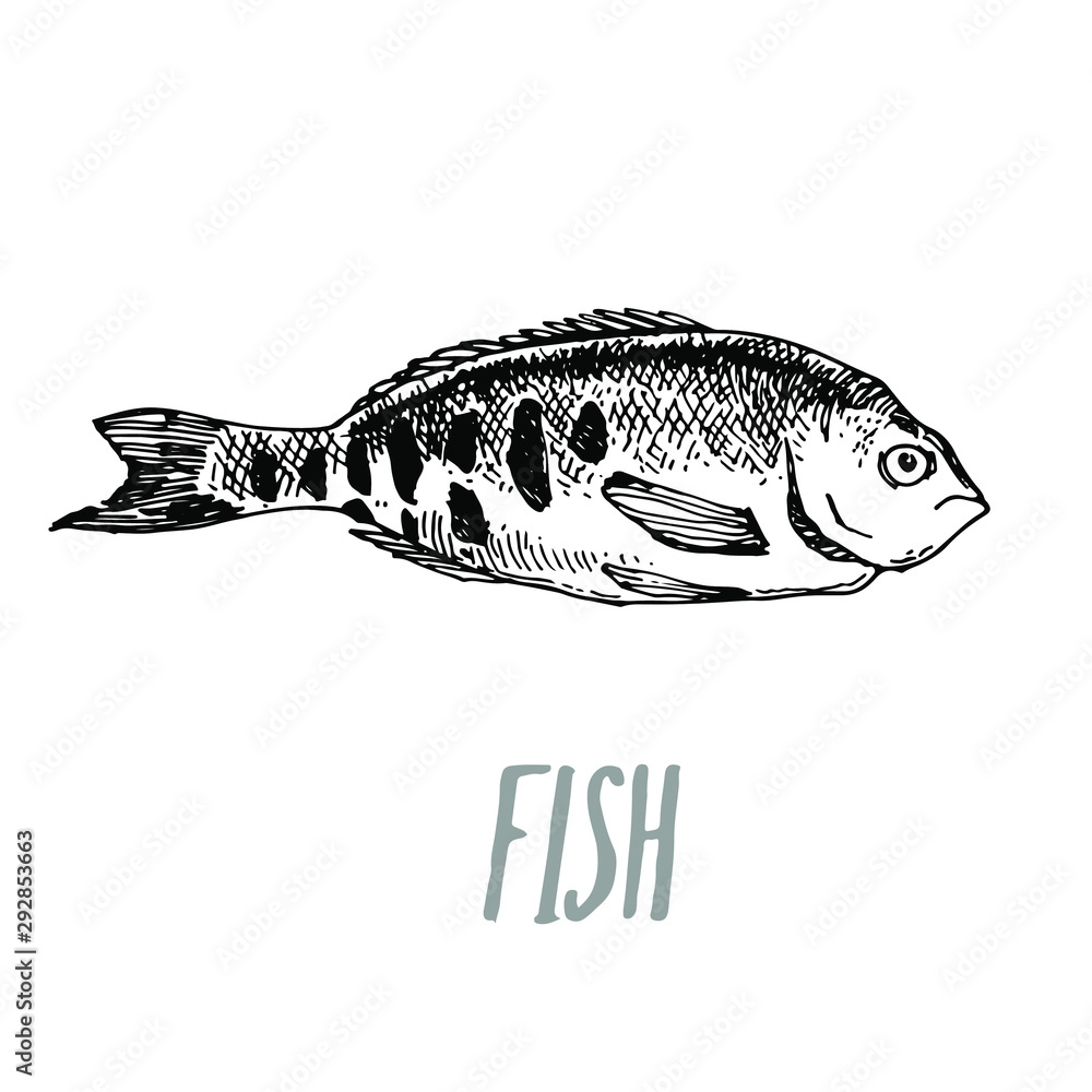 Fish line art. Hand drawn doodle sketch black and white stock vector ...