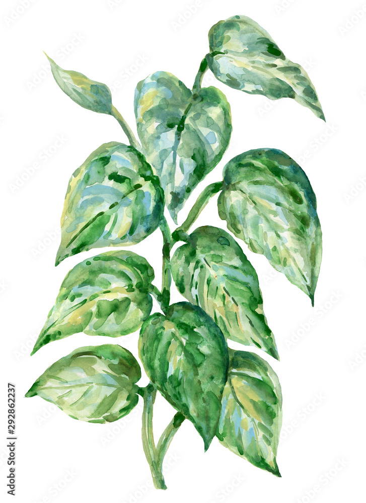 Watercolor illustration Golden pothos Botanical leaves collection Set ...
