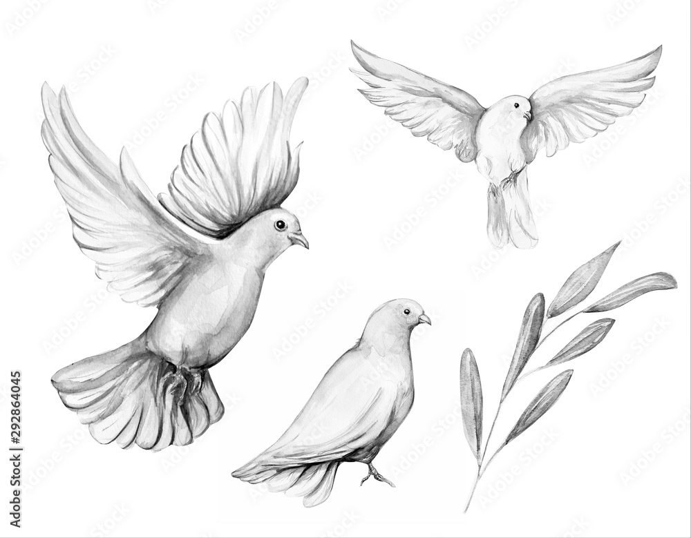 Peace Pigeon Drawing