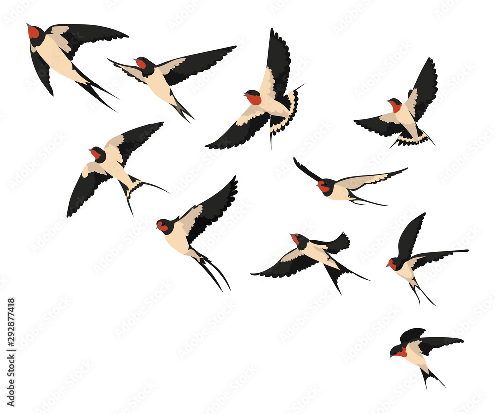 A flock of flying swallows. Vector illustration of cartoon swallows for ...