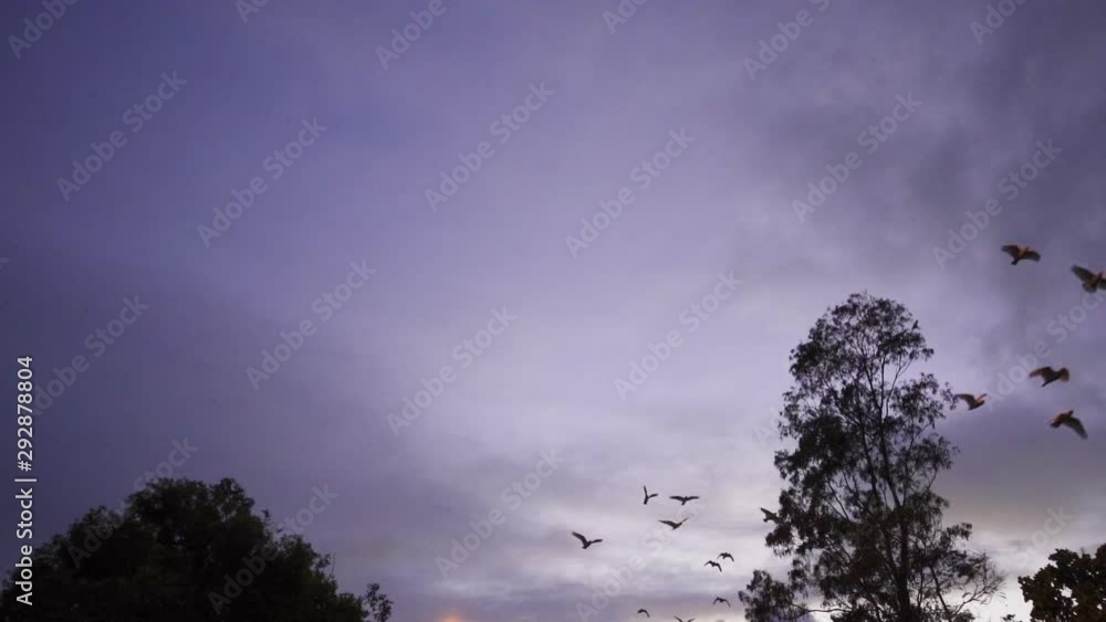 slow motion flock of bird flying early morning little corella, short ...