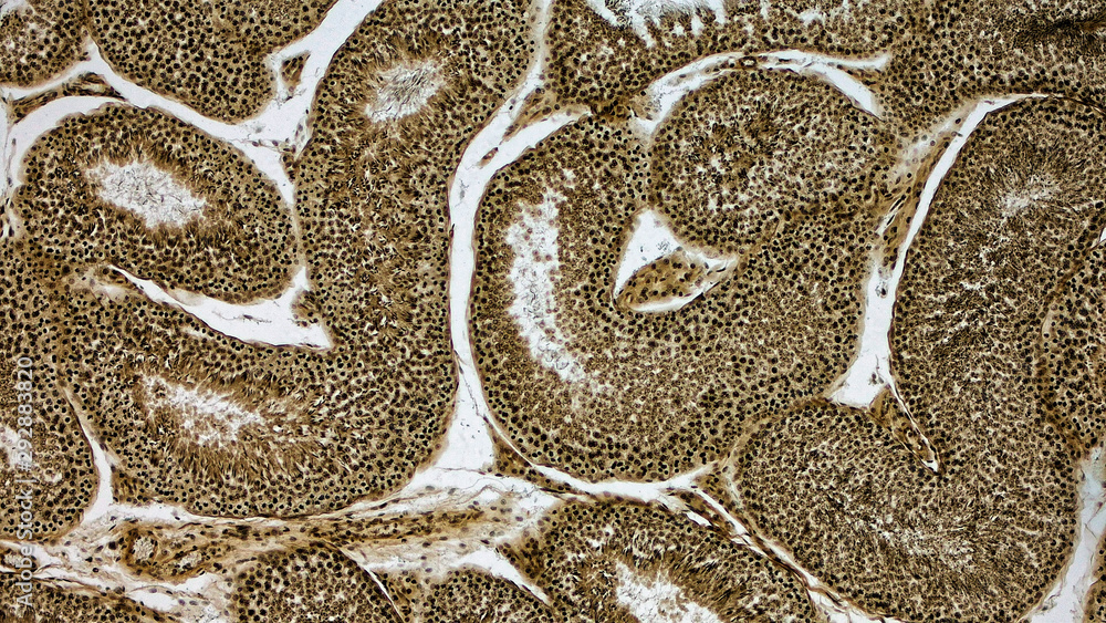 Rabbit testicle, cross-section Stock Photo | Adobe Stock