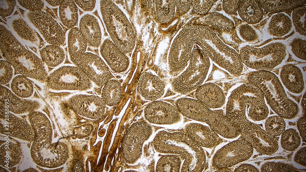 Rabbit testicle, cross-section Stock Photo | Adobe Stock