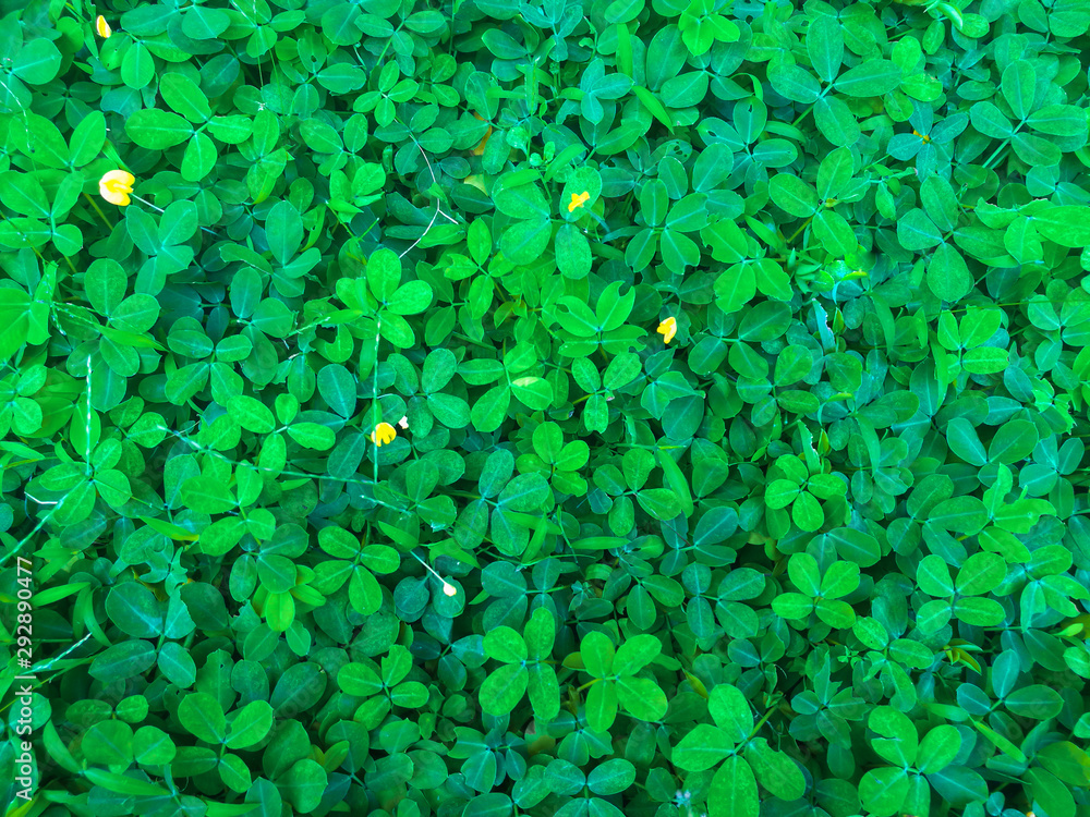 Top view of Green grass Pinto Peanut plants (Arachis pintoi ...