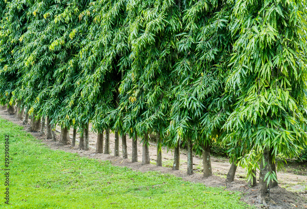 Polyalthia Longifolia