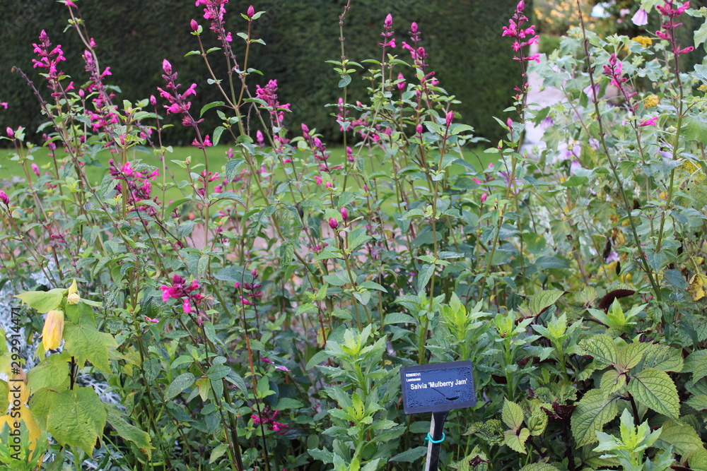Salvia 'Mulberry Jam' sage pink flowers with green foliage Stock Photo ...