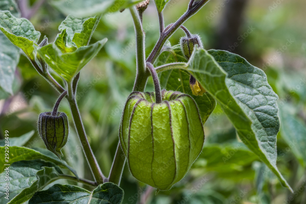 Planta de uchuva uchuva en la planta cape gooseberry Stock Photo ...