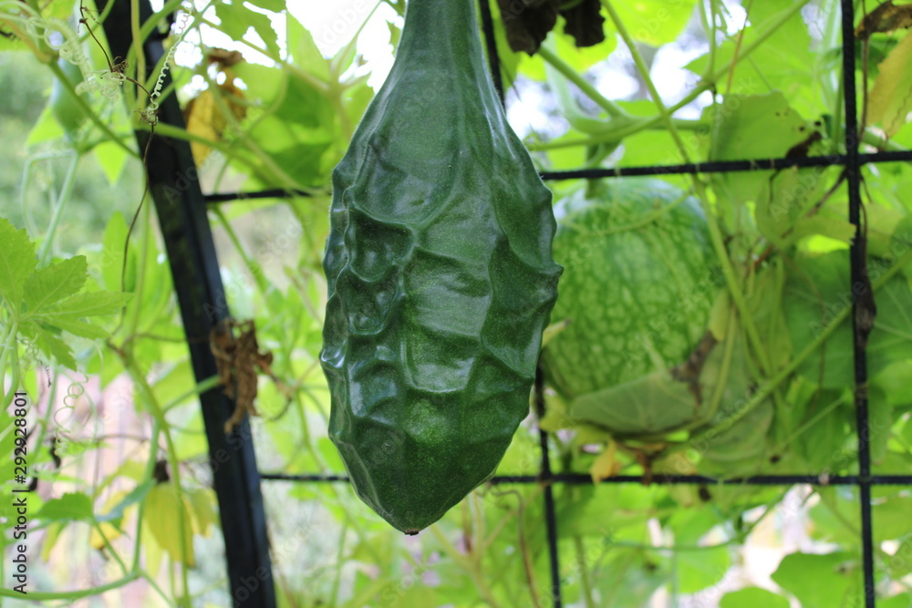 Fig-leaf Gourd, Cucurbita ficifolia fruid foto de Stock | Adobe Stock