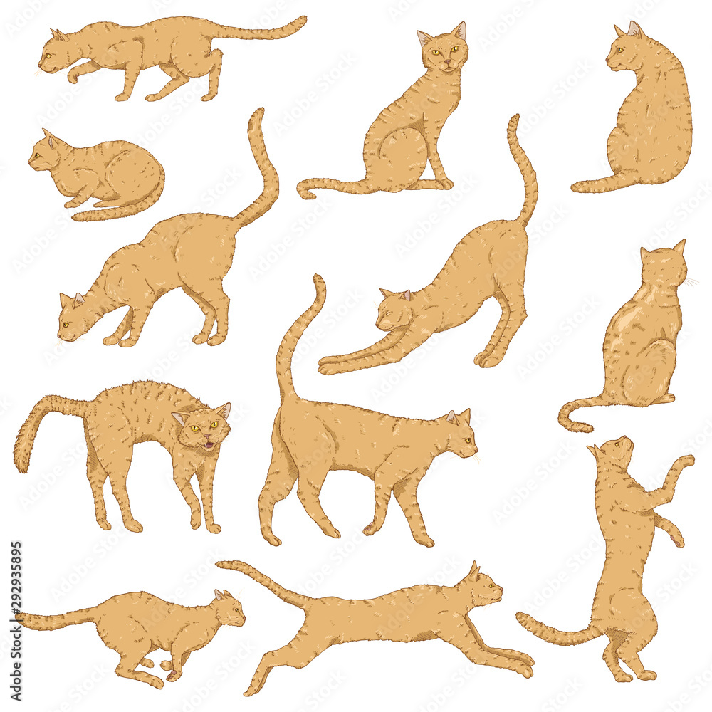 Vector Cartoon Set of Cats. Different Feline Poses and Variation. Stock ...