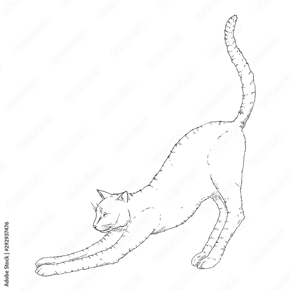 Stretching Cat. Vector Black Sketch Feline Illustration Stock Vector ...