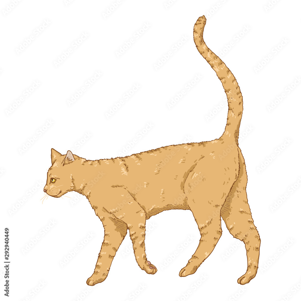 Walking Cat. Vector Cartoon Feline Illustration Stock Vector | Adobe Stock
