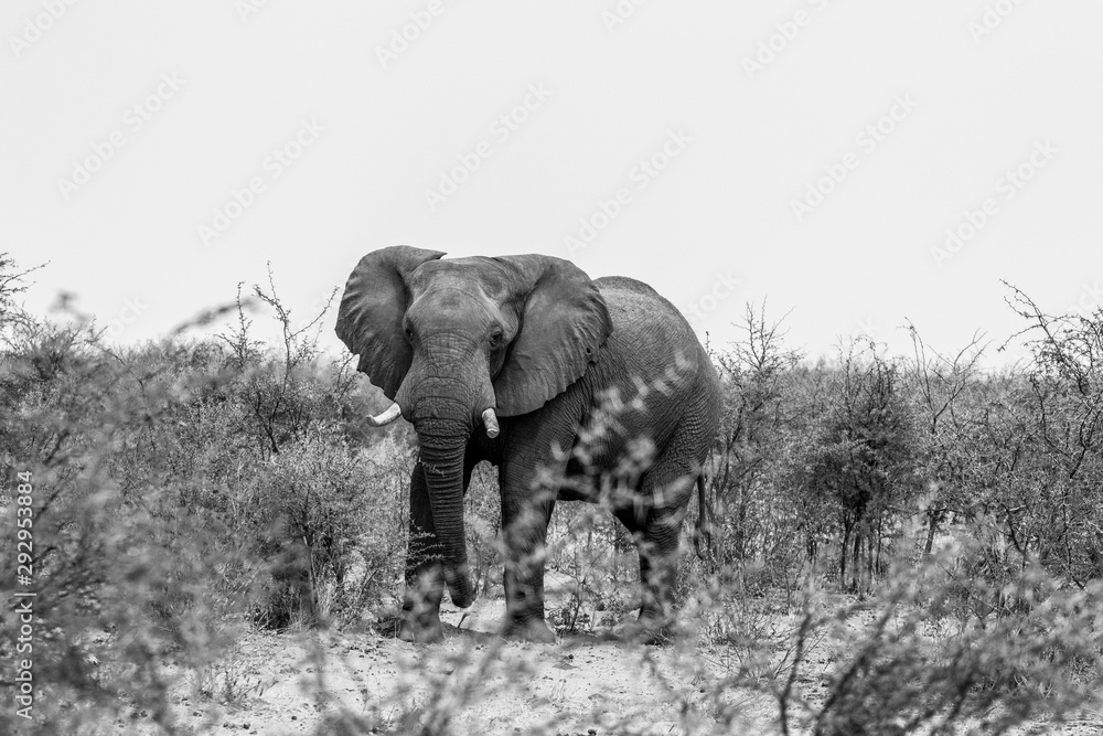 African elephant in black and white with high contrast, image of a wild ...