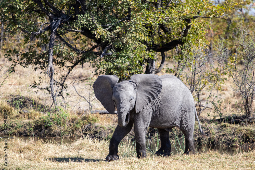 African elephant family in the savannah that dwells in a pool of water ...