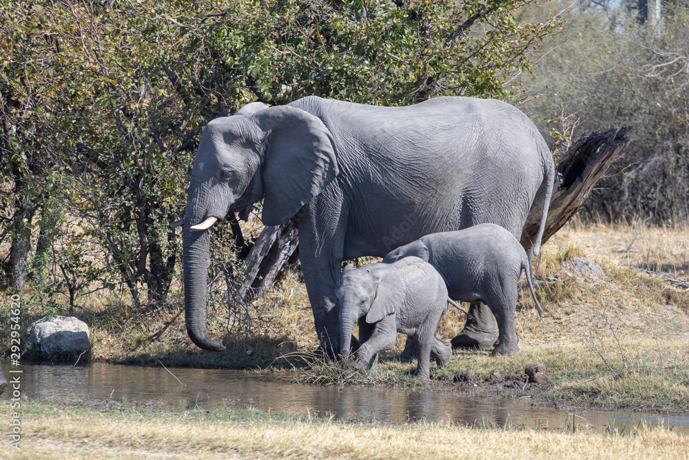 African elephant family in the savannah that dwells in a pool of water ...