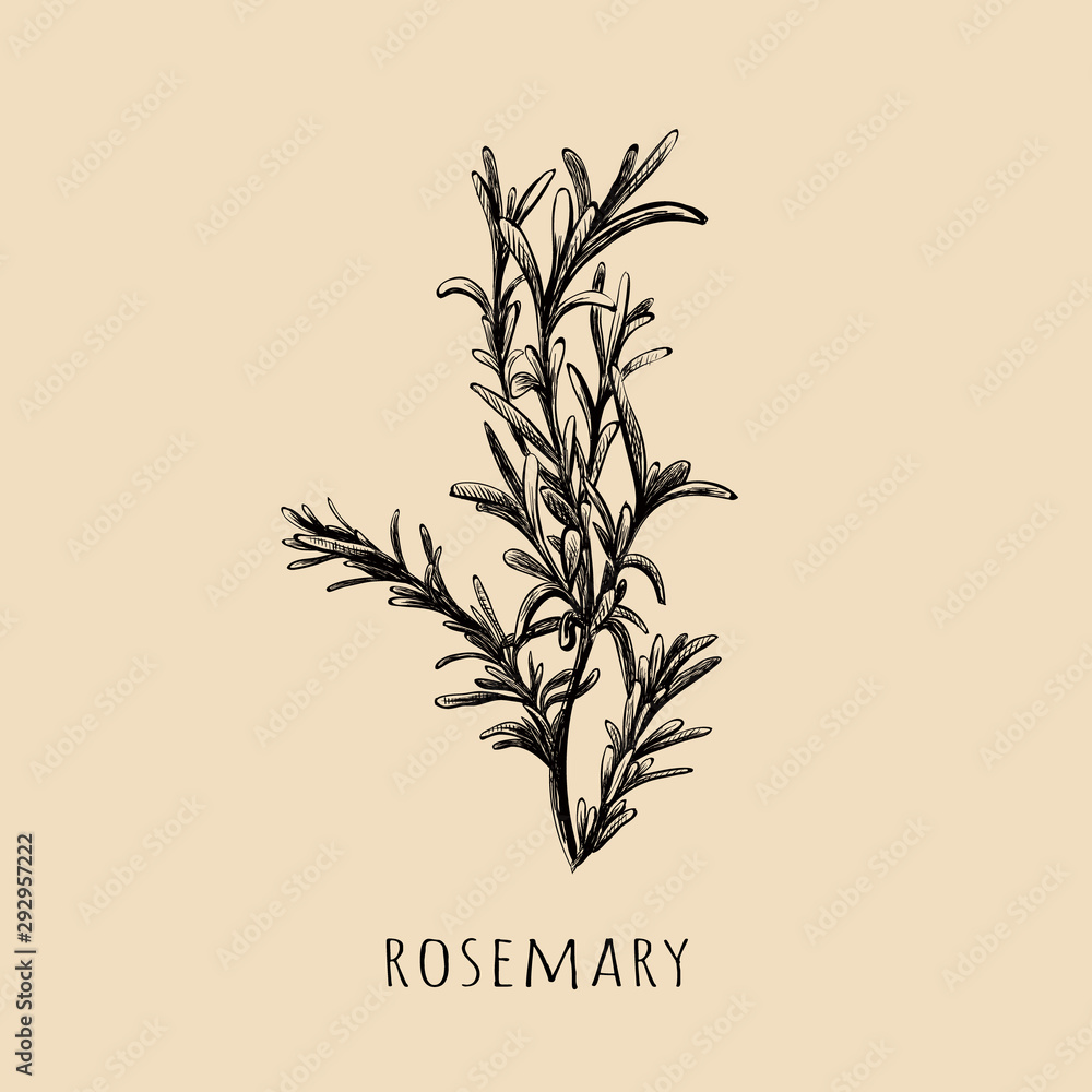 Rosemary hand drawing. Rosemary sketch vector Stock Vector | Adobe Stock