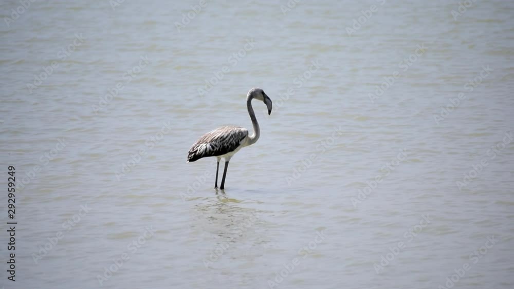 One Phoenicopterus rubers commonly known as Greater Flamingos catch ...
