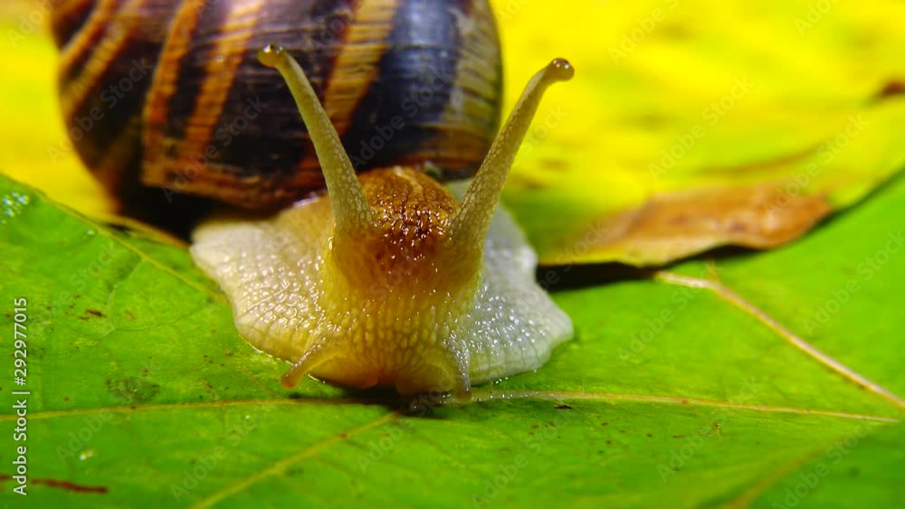Helix pomatia, common names the Roman snail, Burgundy snail, edible ...