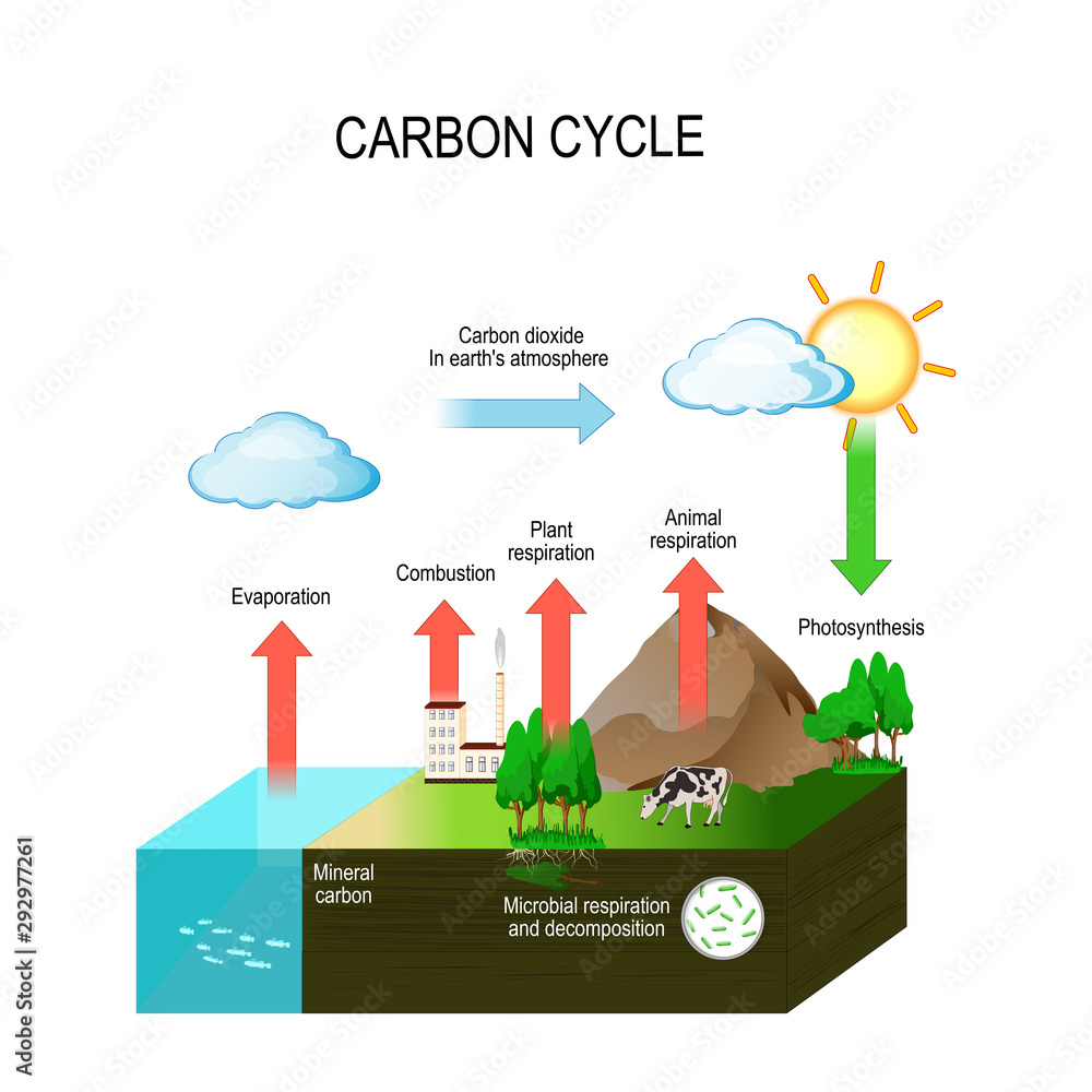 carbon cycle Stock Vector | Adobe Stock