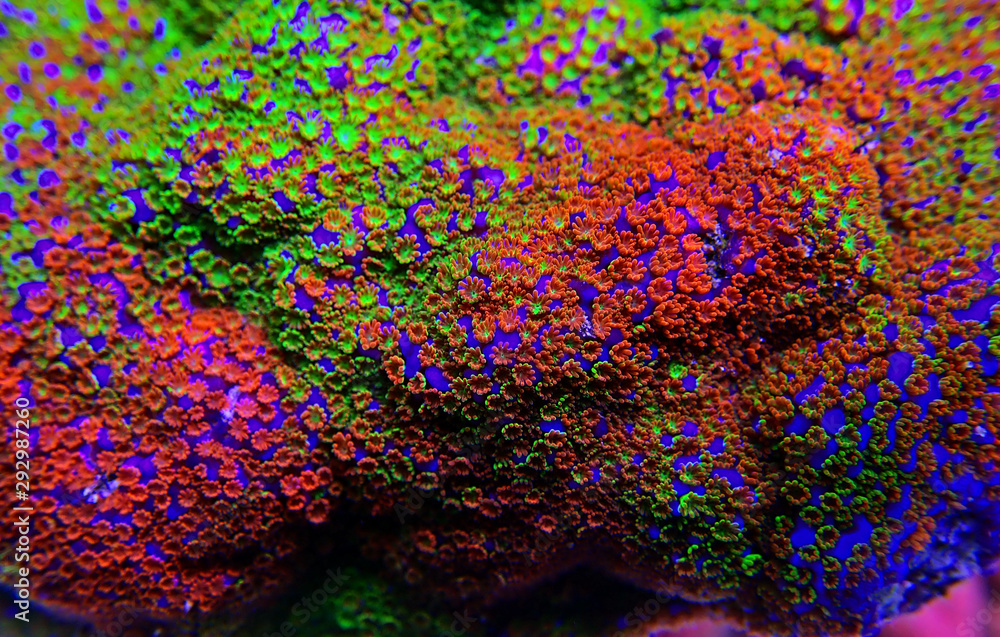 Montipora Rainbow macro polyps - rare and very beautiful sps coral ...